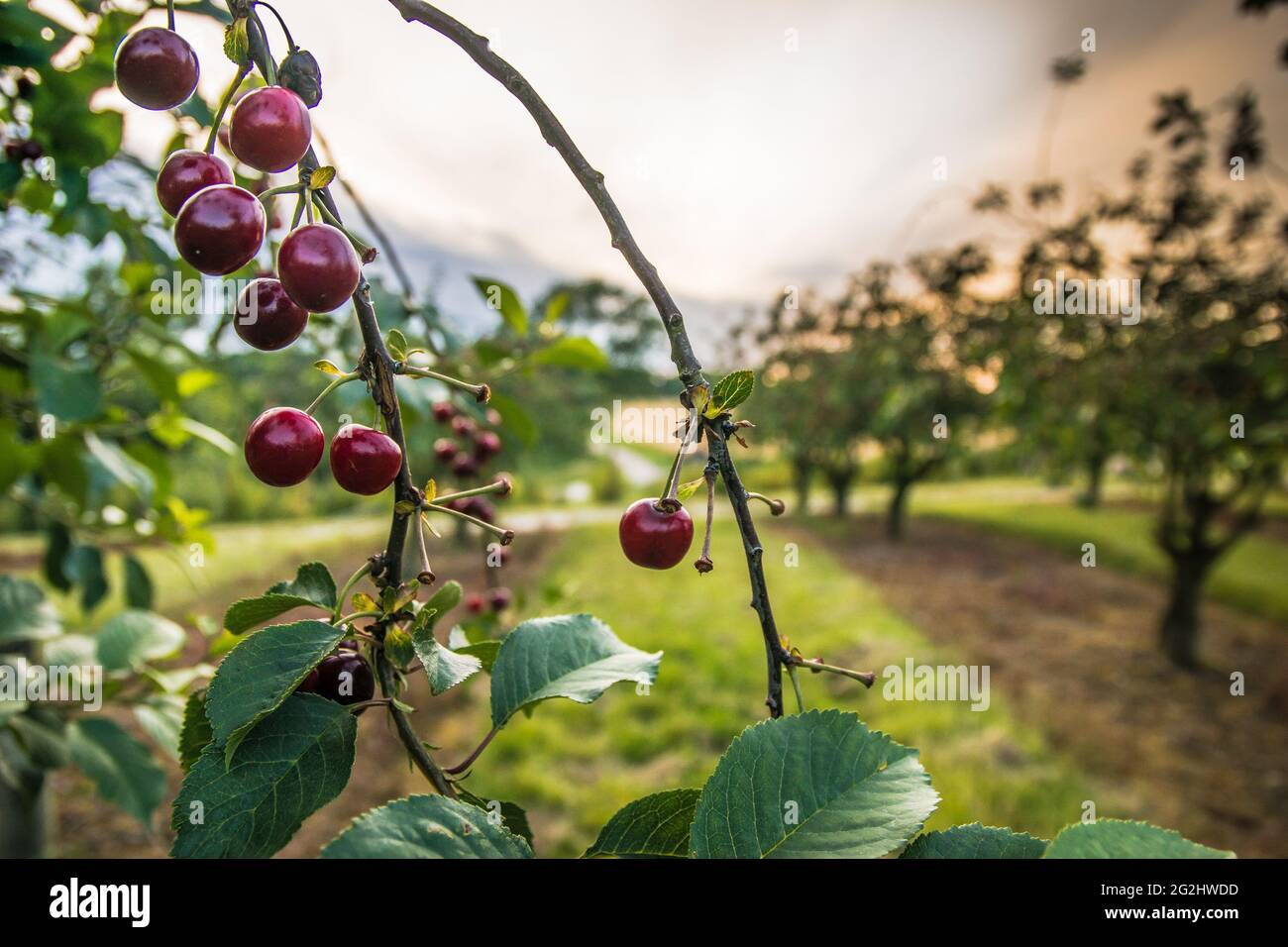 Red cherries tree hi-res stock photography and images - Alamy