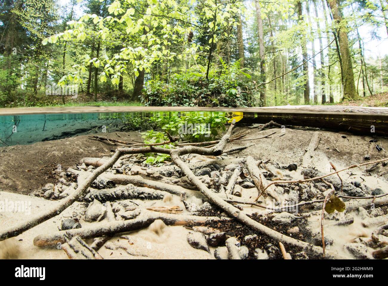 Life in the brook and pond Stock Photo - Alamy