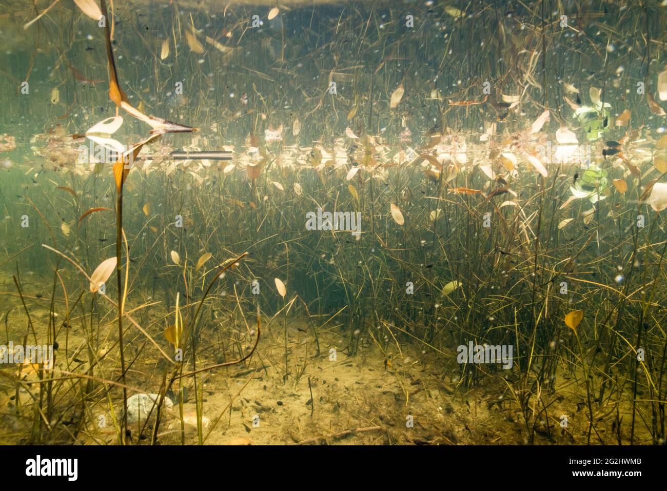 Life in the brook and pond Stock Photo - Alamy