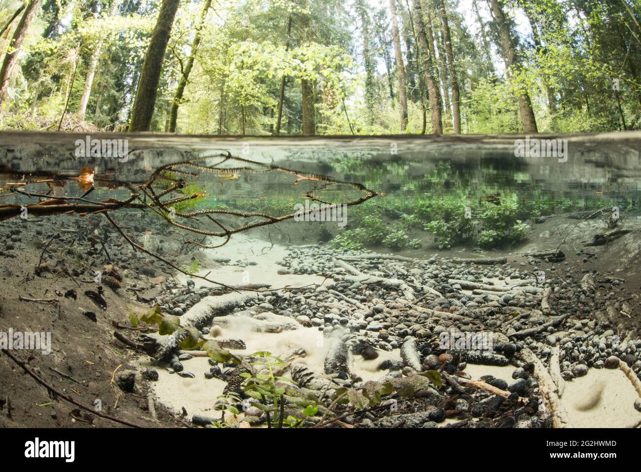 Life in the brook and pond Stock Photo - Alamy