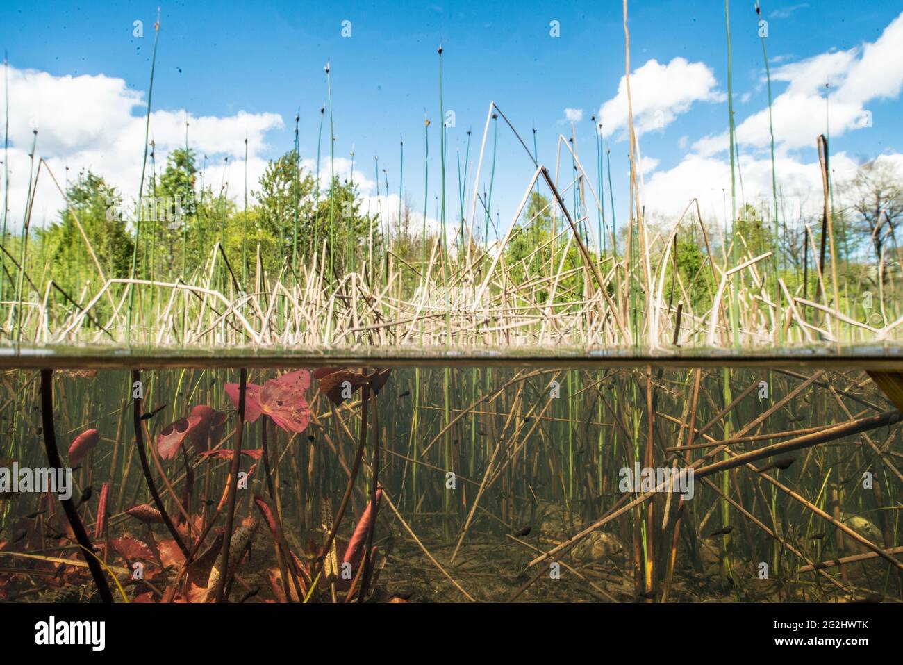 Life in the brook and pond Stock Photo - Alamy