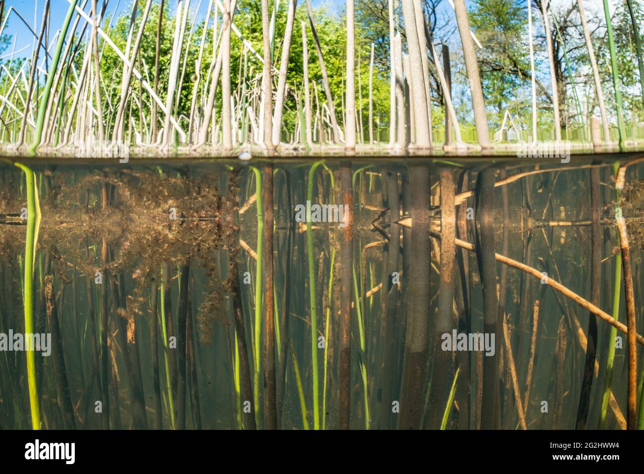 Life in the brook and pond Stock Photo - Alamy