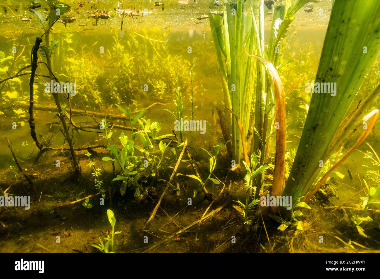 Life in the brook and pond Stock Photo - Alamy