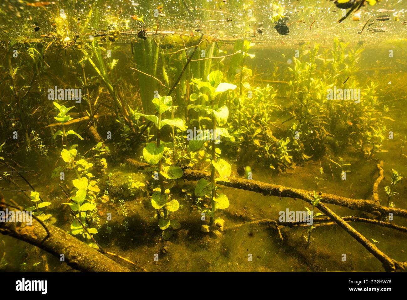 Middle brook pond hi-res stock photography and images - Alamy