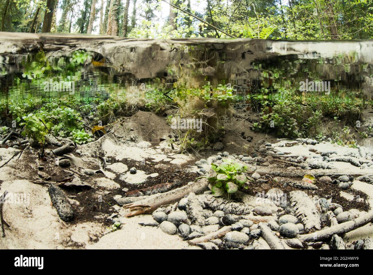 Origin of life hi-res stock photography and images - Alamy