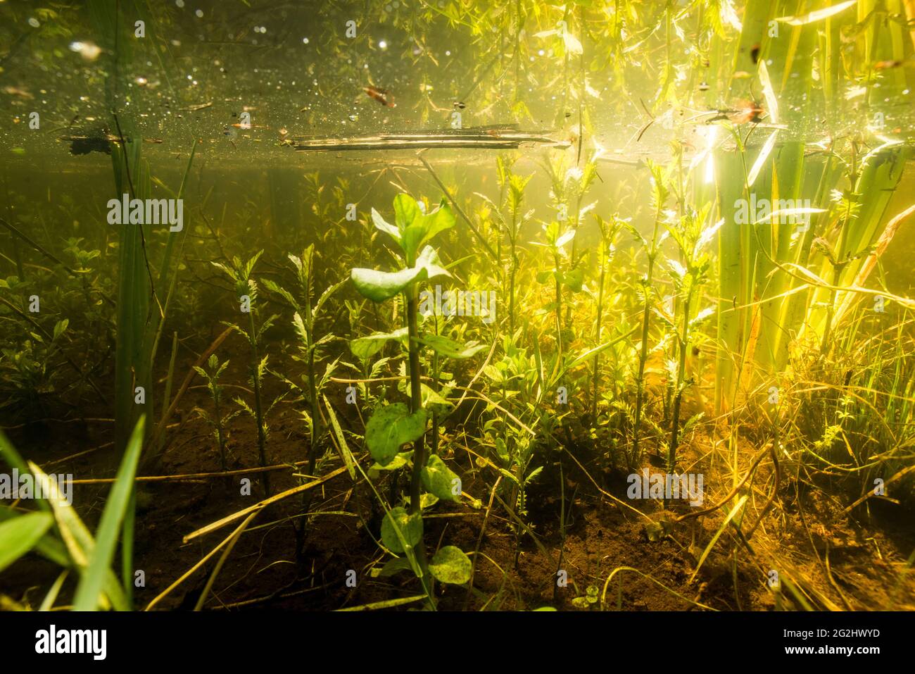 Life in the brook and pond Stock Photo - Alamy