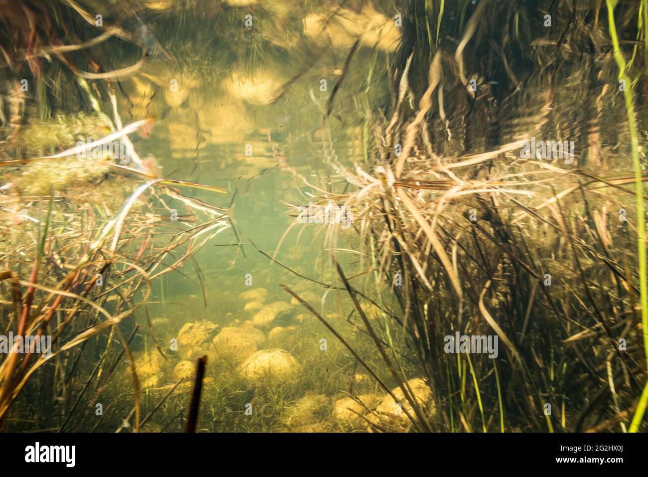Aquatic life ponds hi-res stock photography and images - Alamy