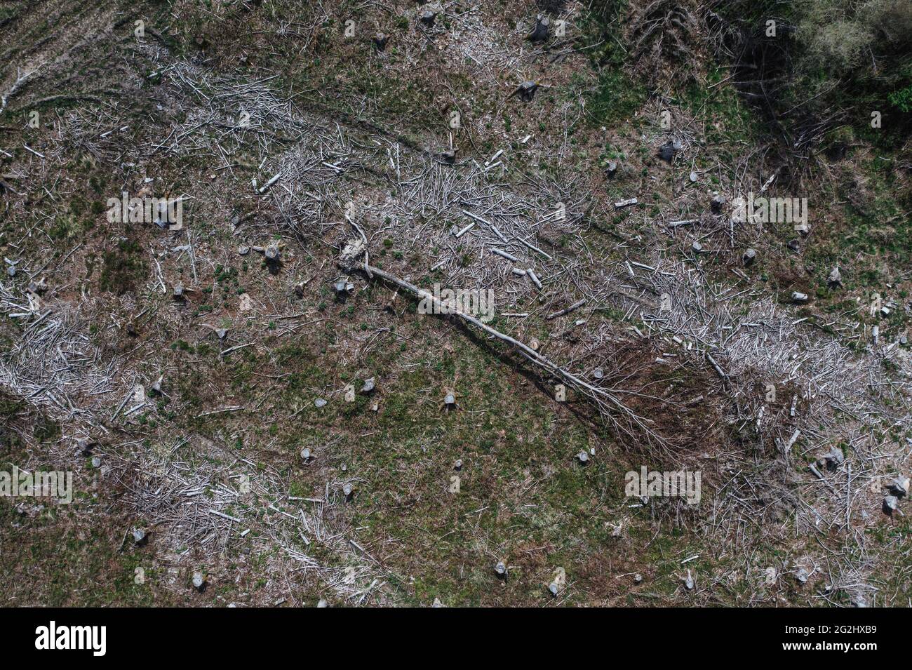 Cut down forests hi-res stock photography and images - Alamy