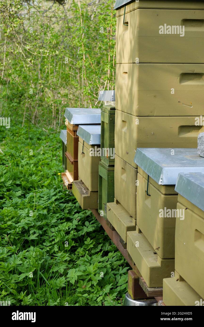In garden beehive hi-res stock photography and images - Alamy