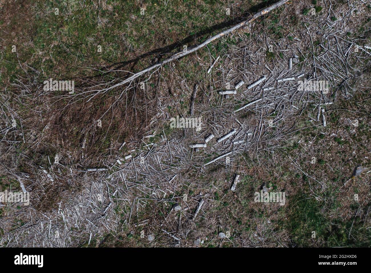 Trees cut in forest hi-res stock photography and images - Alamy