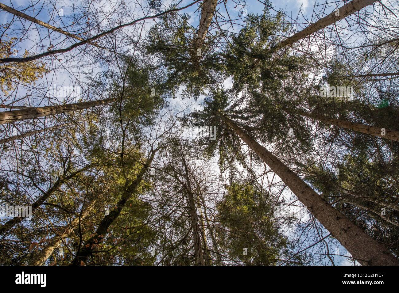 Forest treetops hi-res stock photography and images - Alamy