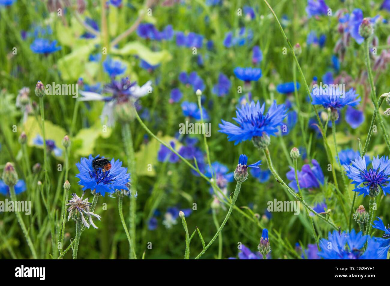 Blue cornflower hi-res stock photography and images - Alamy