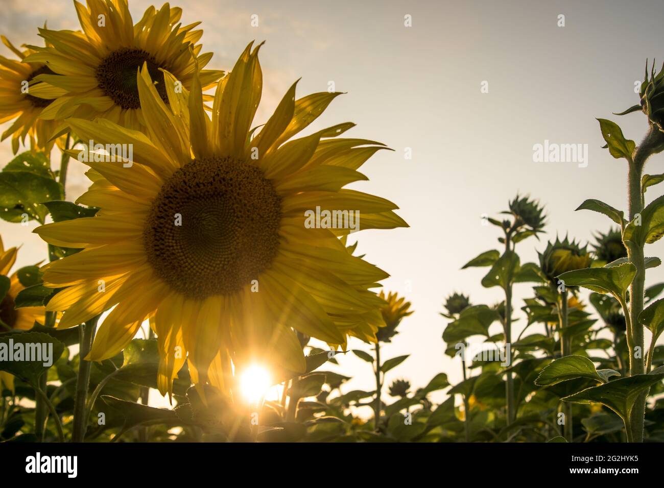 Sun rays over a sunflower field hi-res stock photography and images - Alamy
