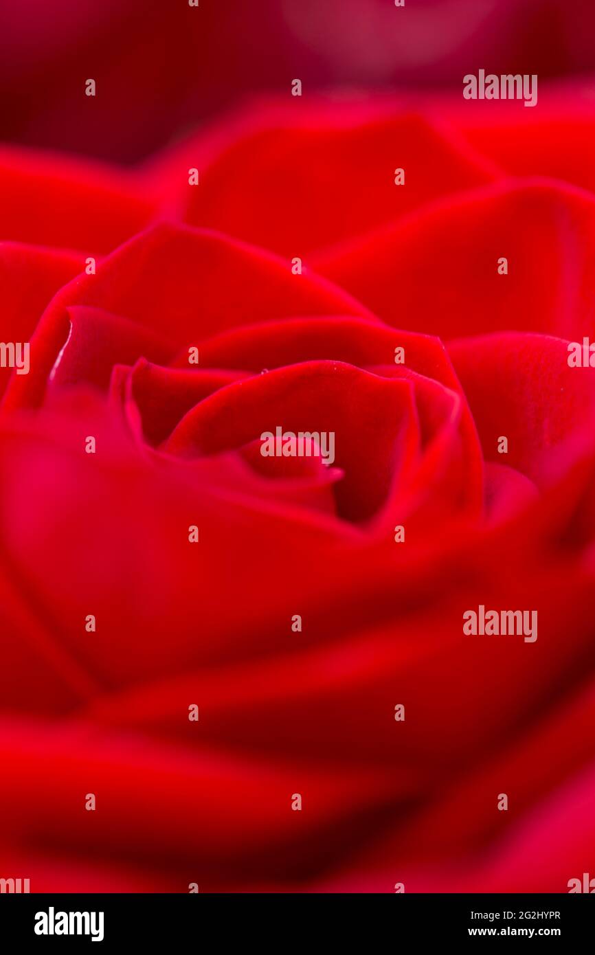 Red rose in close up, natural texture and pattern Stock Photo - Alamy