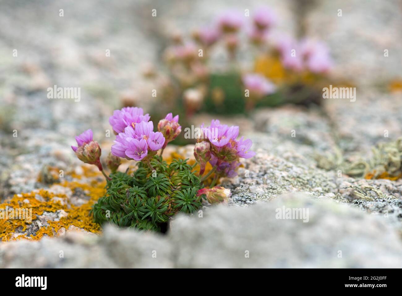 Carnations and orange lichen on a rock, Île d´Ouessant, France ...