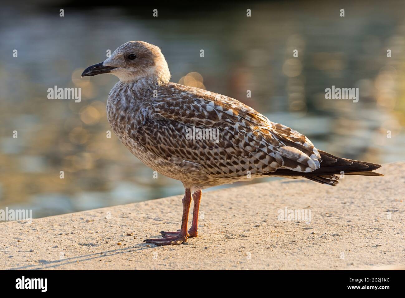 Seagull in the port of Le Palais, evening light, Belle-Ile-en-Mer ...