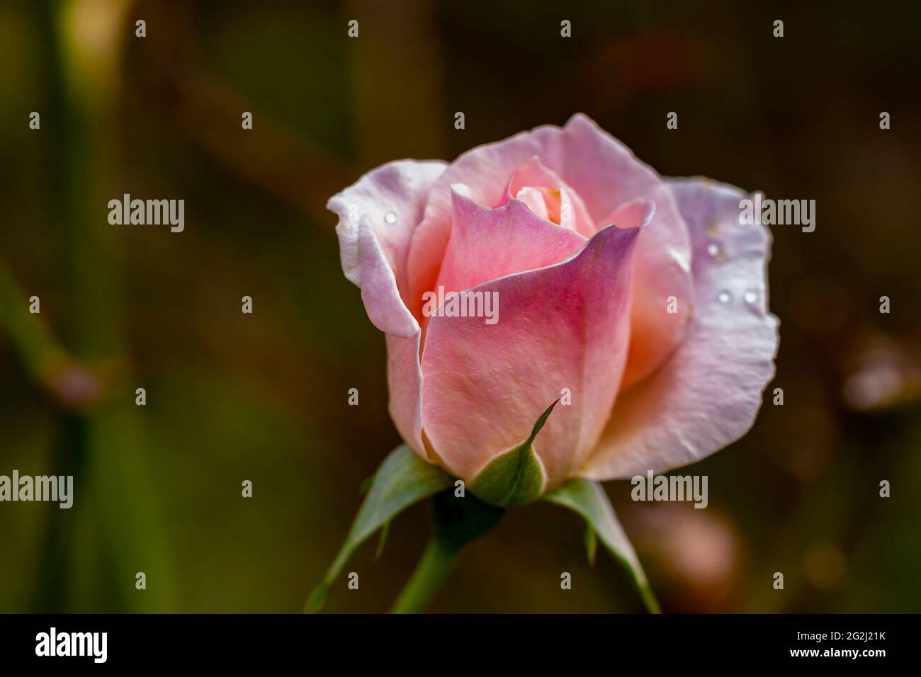 Rose Sepal High Resolution Stock Photography and Images - Alamy