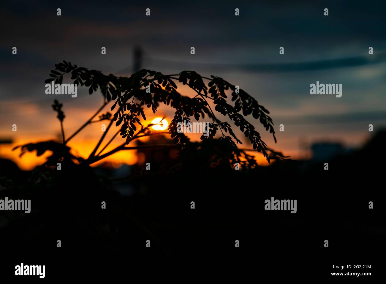 Sunset behind moringa plants Stock Photo - Alamy