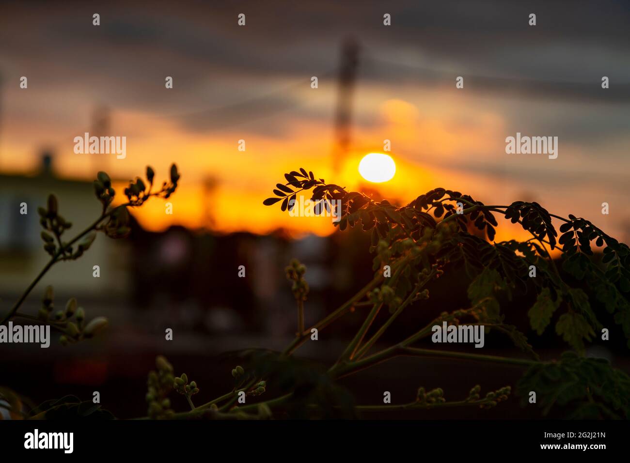 Sunset behind plants hi-res stock photography and images - Alamy