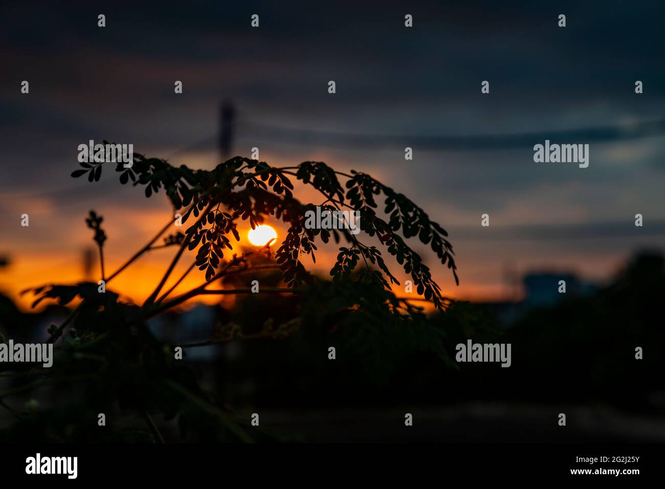 Sunset behind moringa plants Stock Photo - Alamy