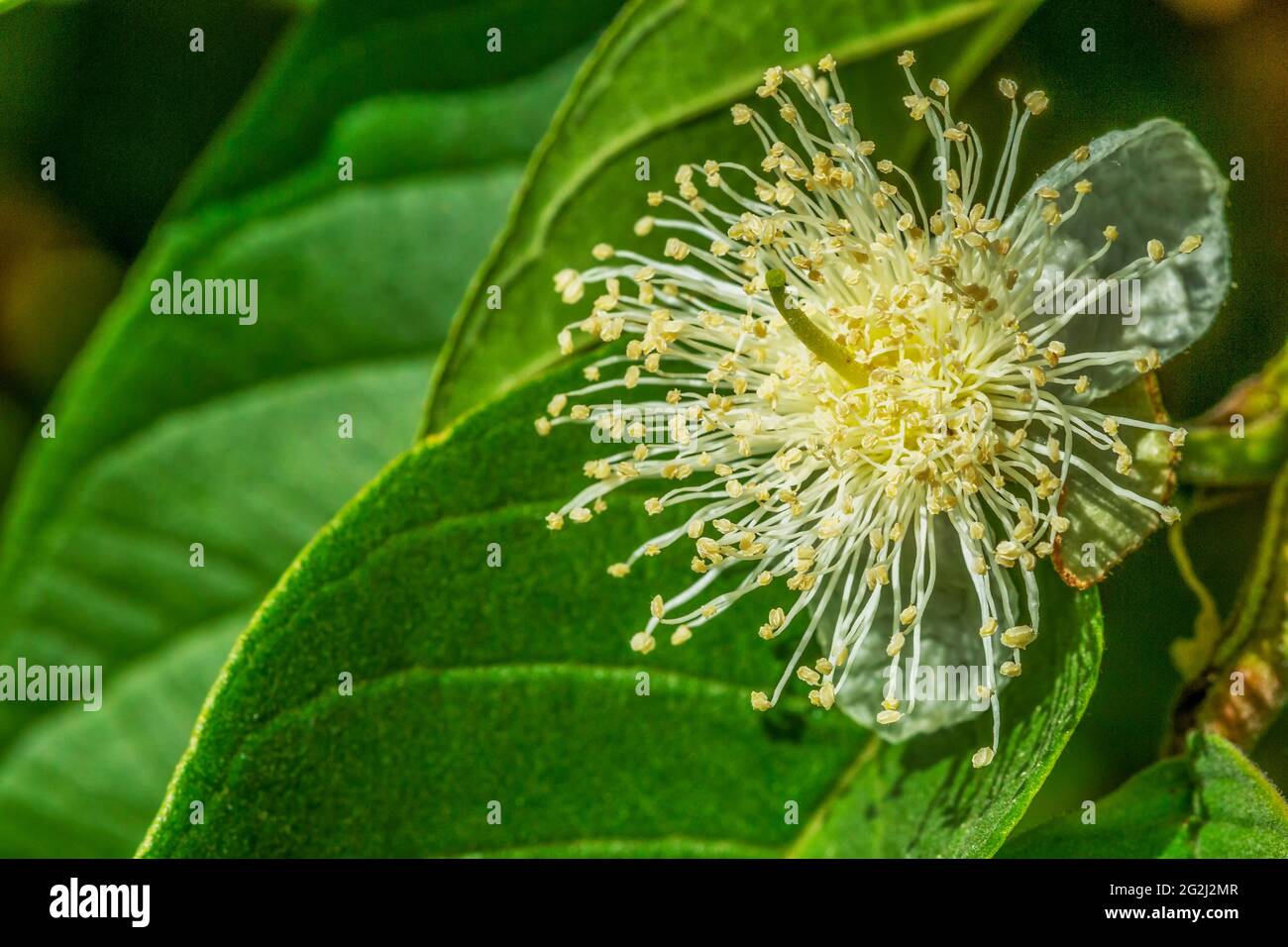 Guava plant hi-res stock photography and images - Alamy