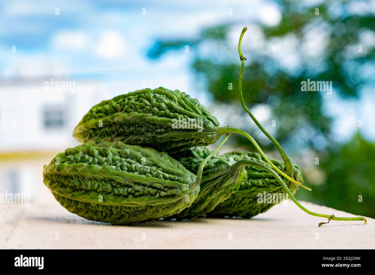 Bitter gourd texture hi-res stock photography and images - Alamy