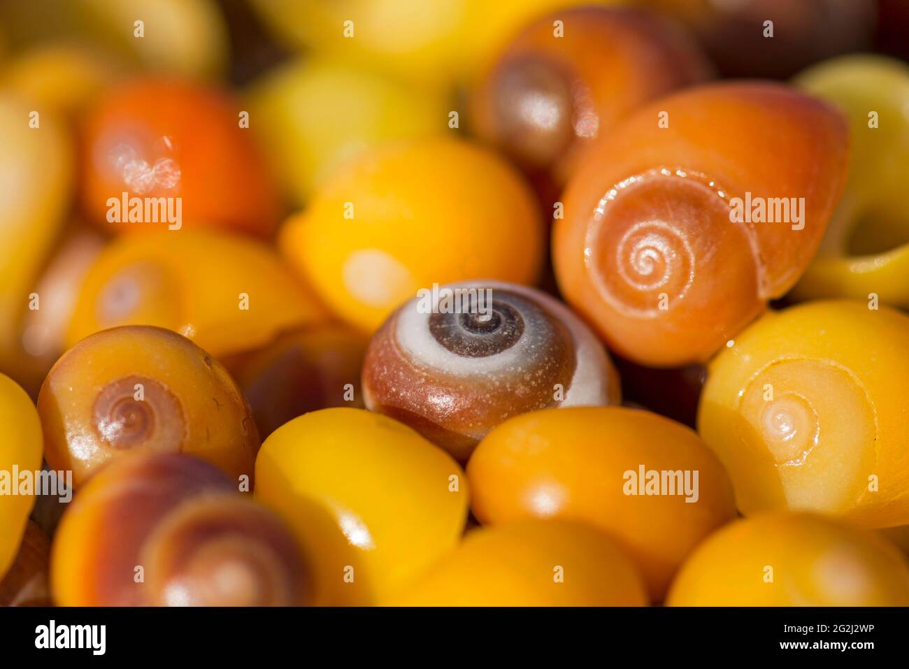 colorful snail shells on the beach, France, Brittany, Finistère ...