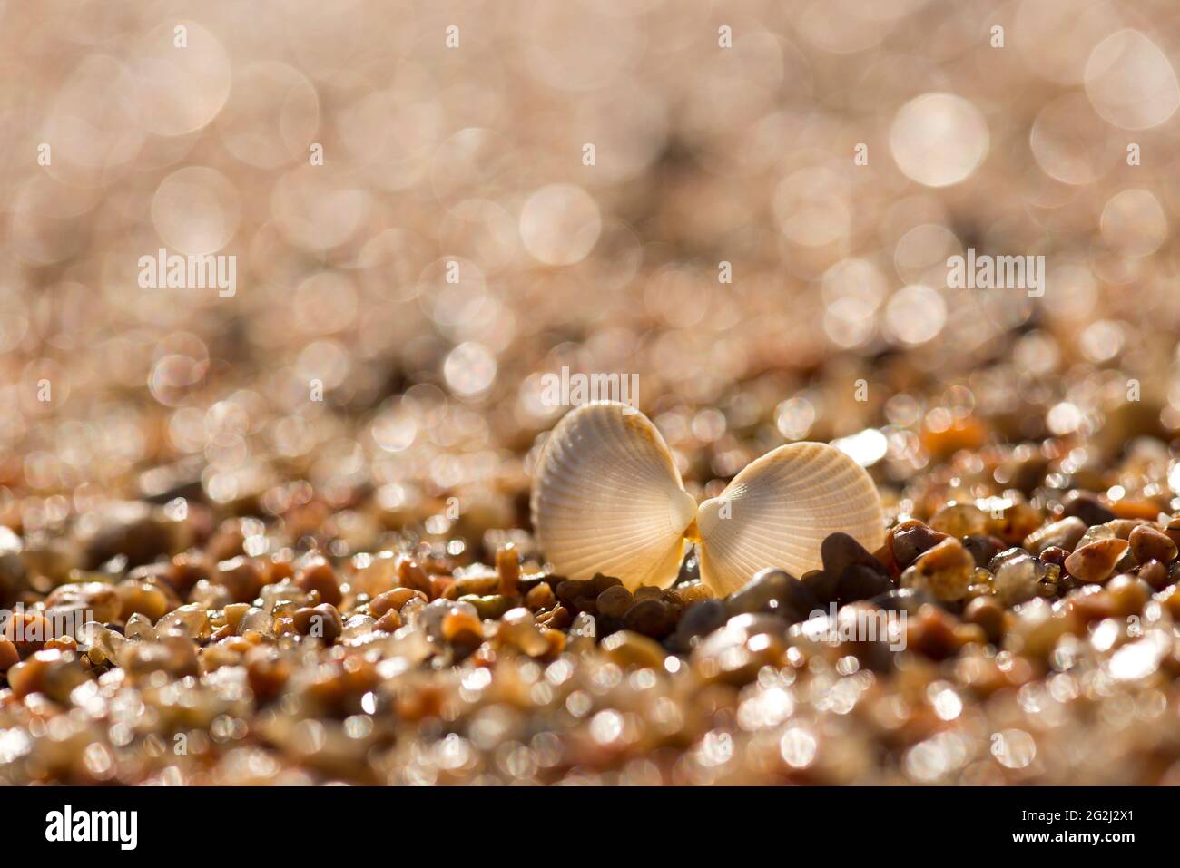 Cockle on the beach, Île Renote, back light, France, Brittany, Côtes d ...