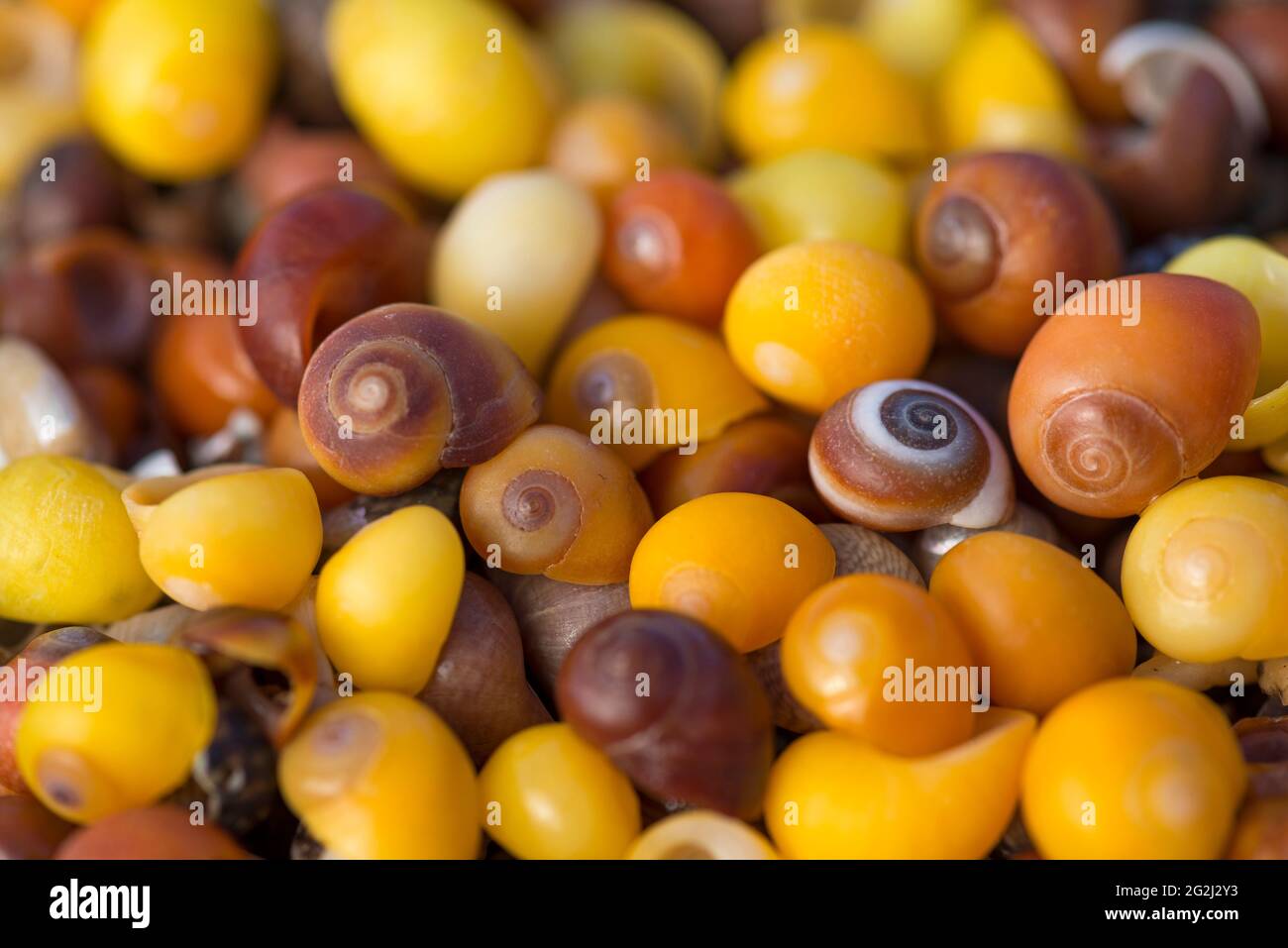 colorful snail shells on the beach, France, Brittany, Finistère ...