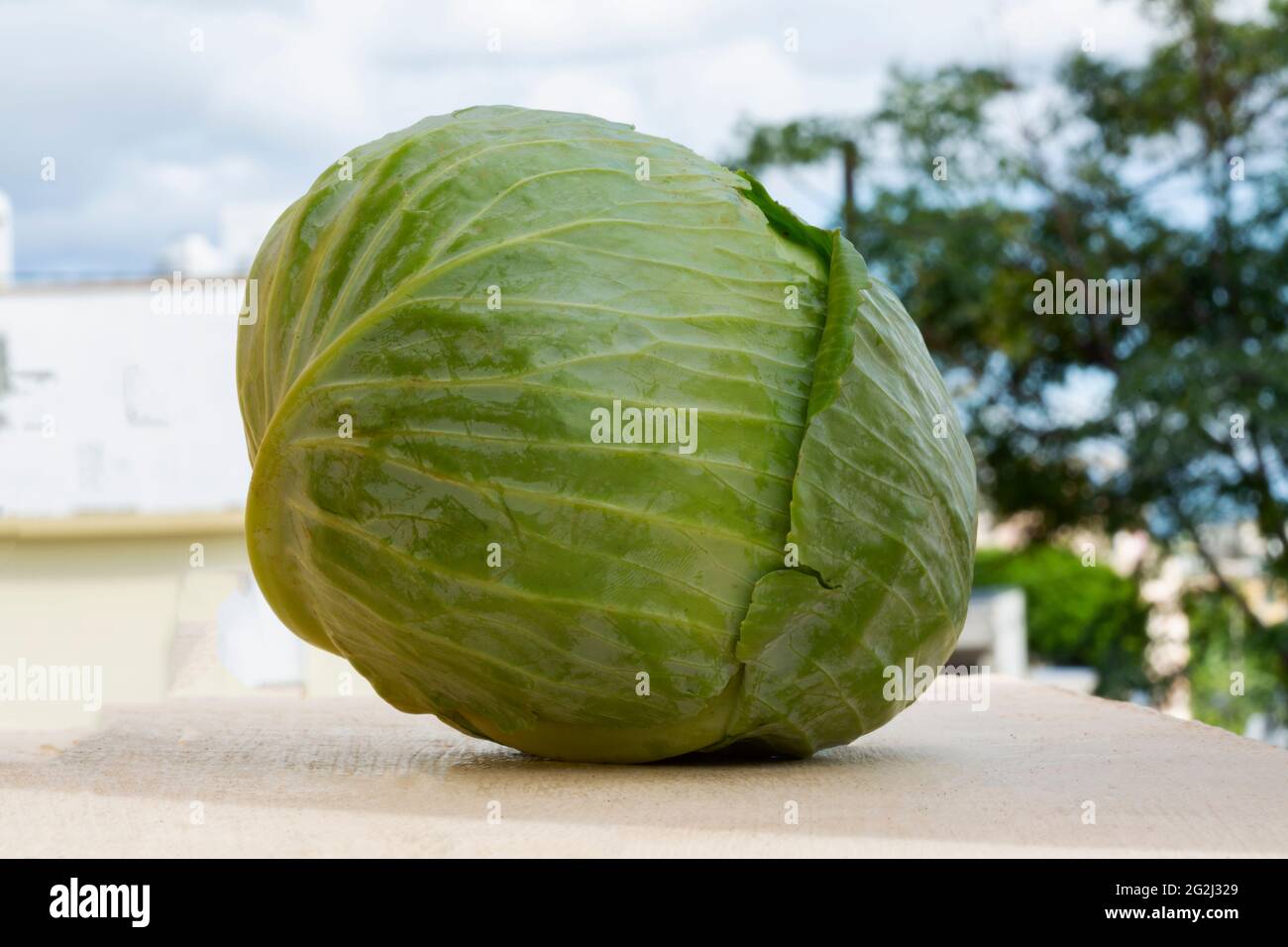 Stock cabbage vegetable image hi-res stock photography and images - Alamy