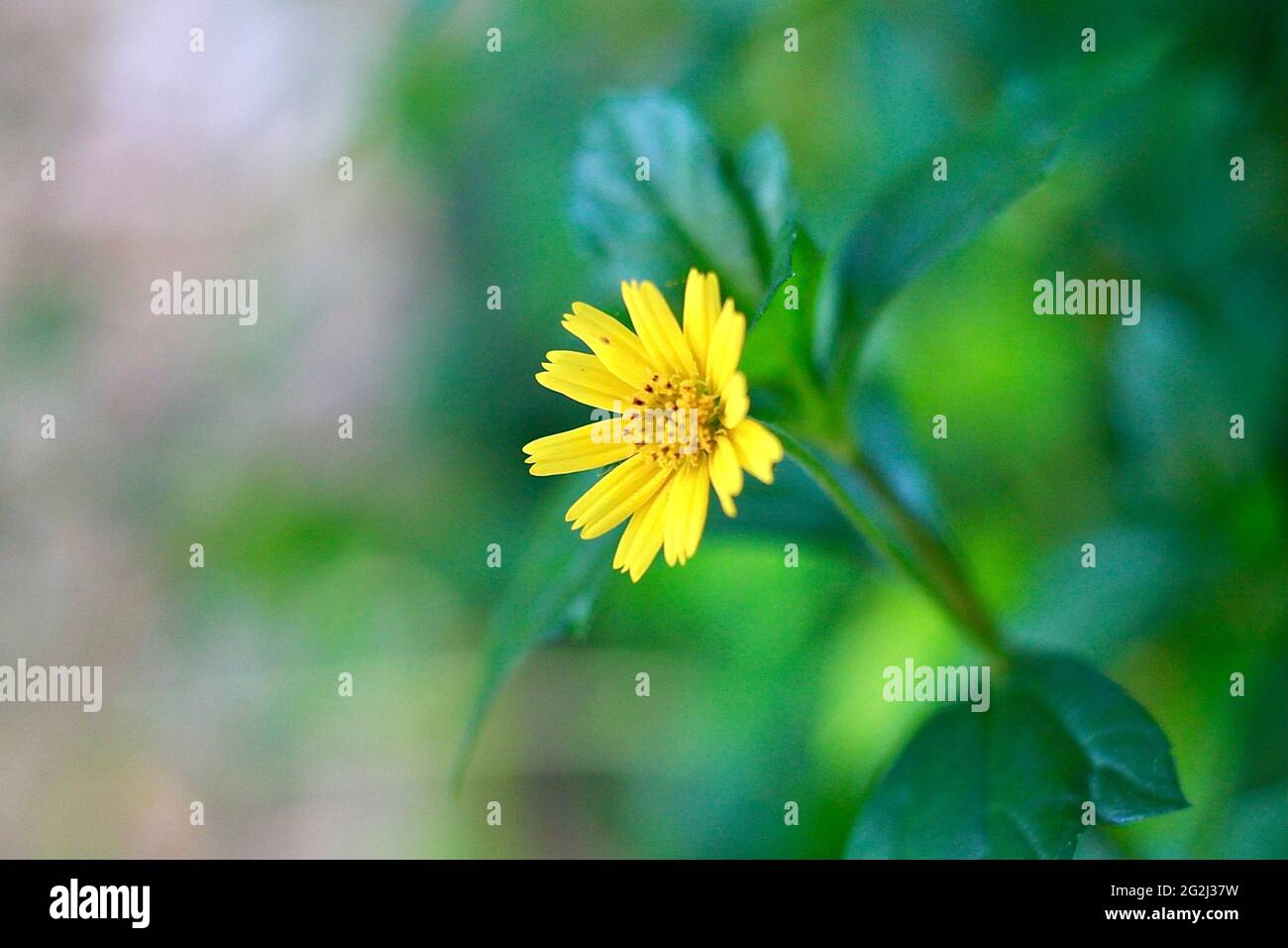 Samll yellow flower hi-res stock photography and images - Alamy