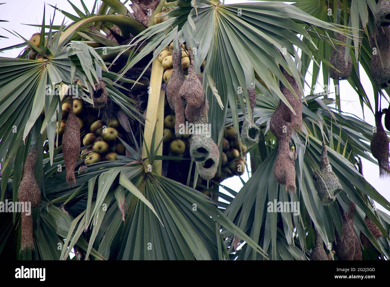 Plam tree weaver bird hi-res stock photography and images - Alamy