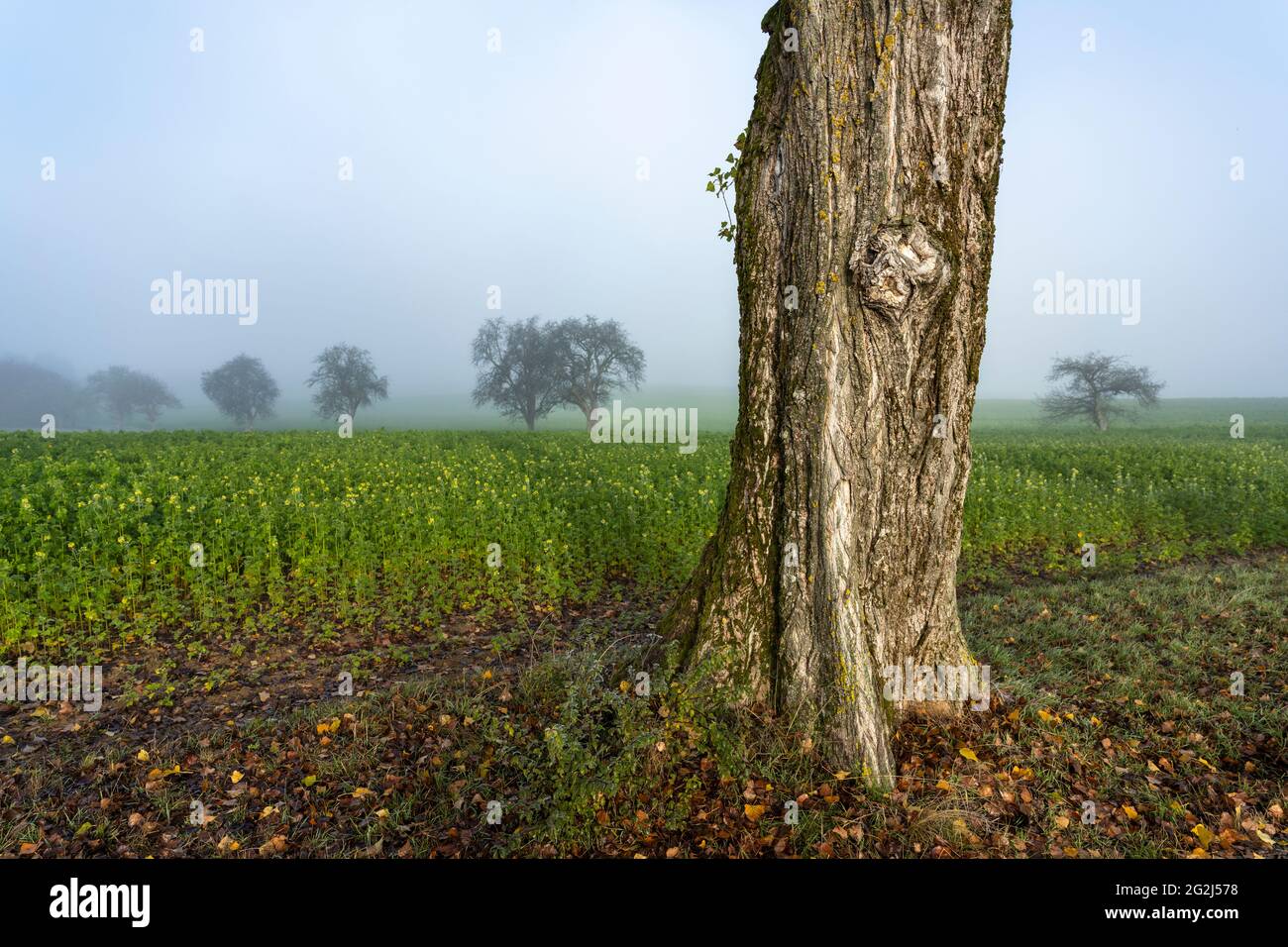 Trunk of a poplar Stock Photo - Alamy