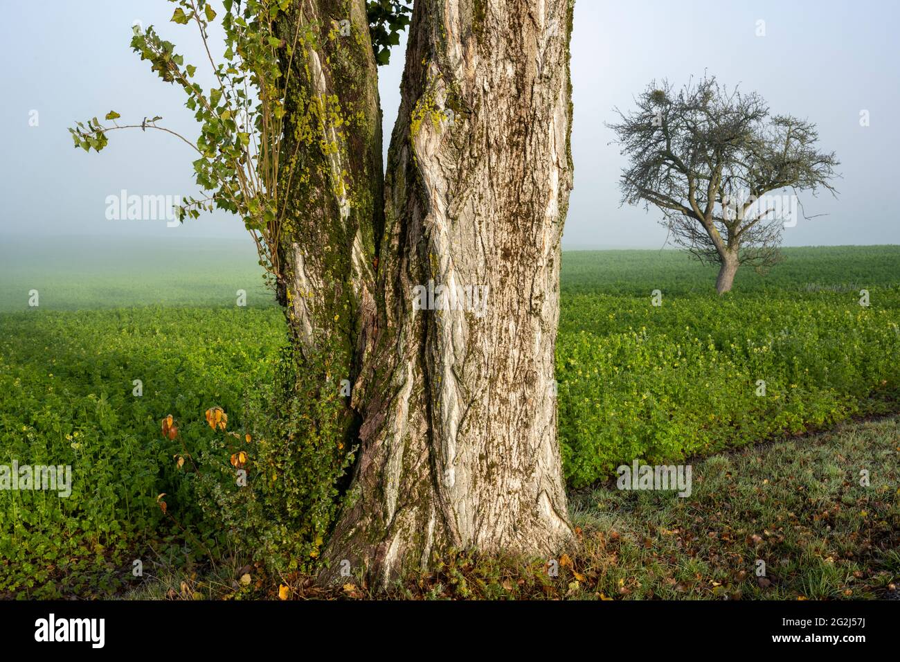 Trunk of a poplar hi-res stock photography and images - Alamy