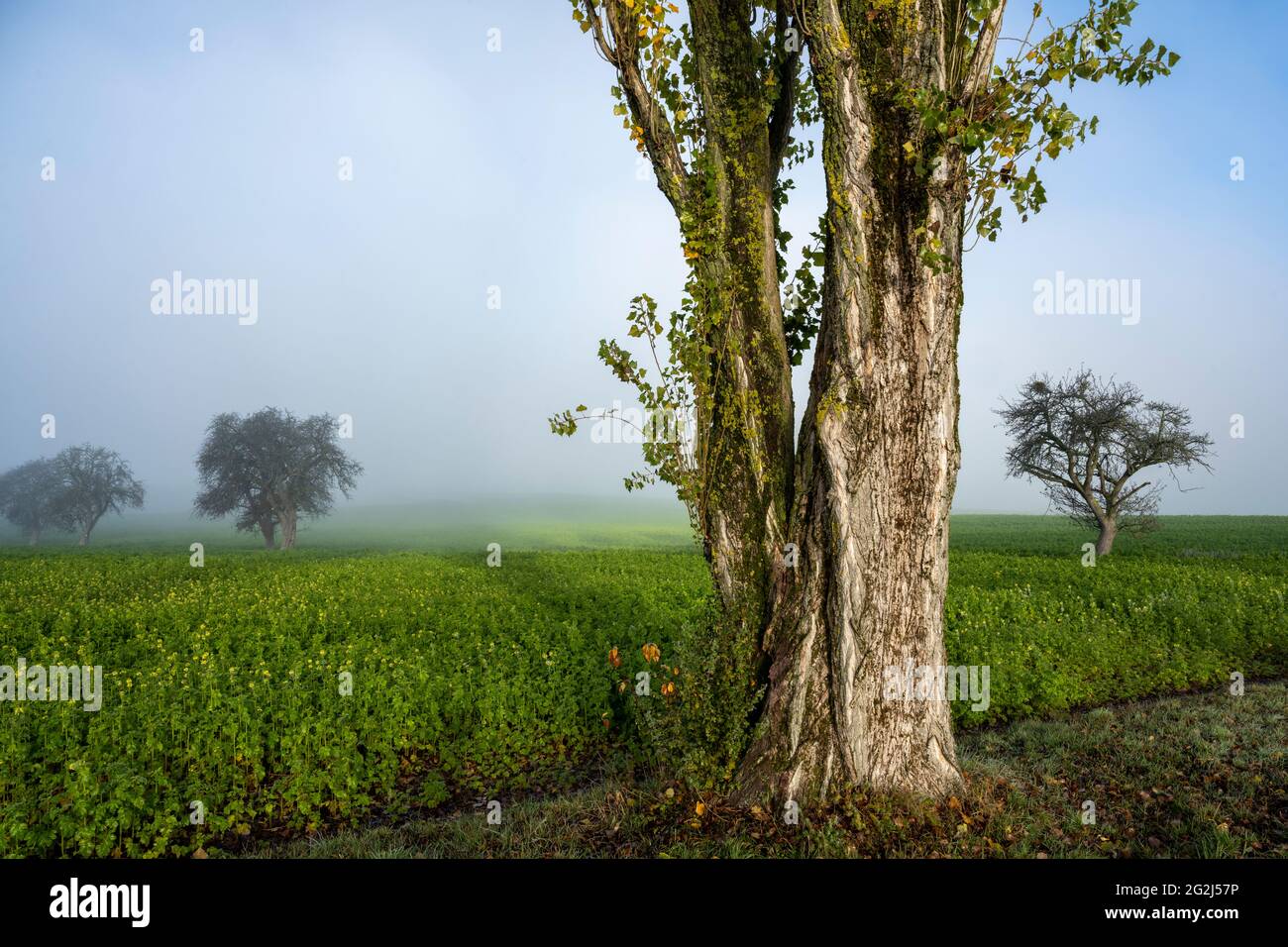 Trunk of a poplar Stock Photo - Alamy