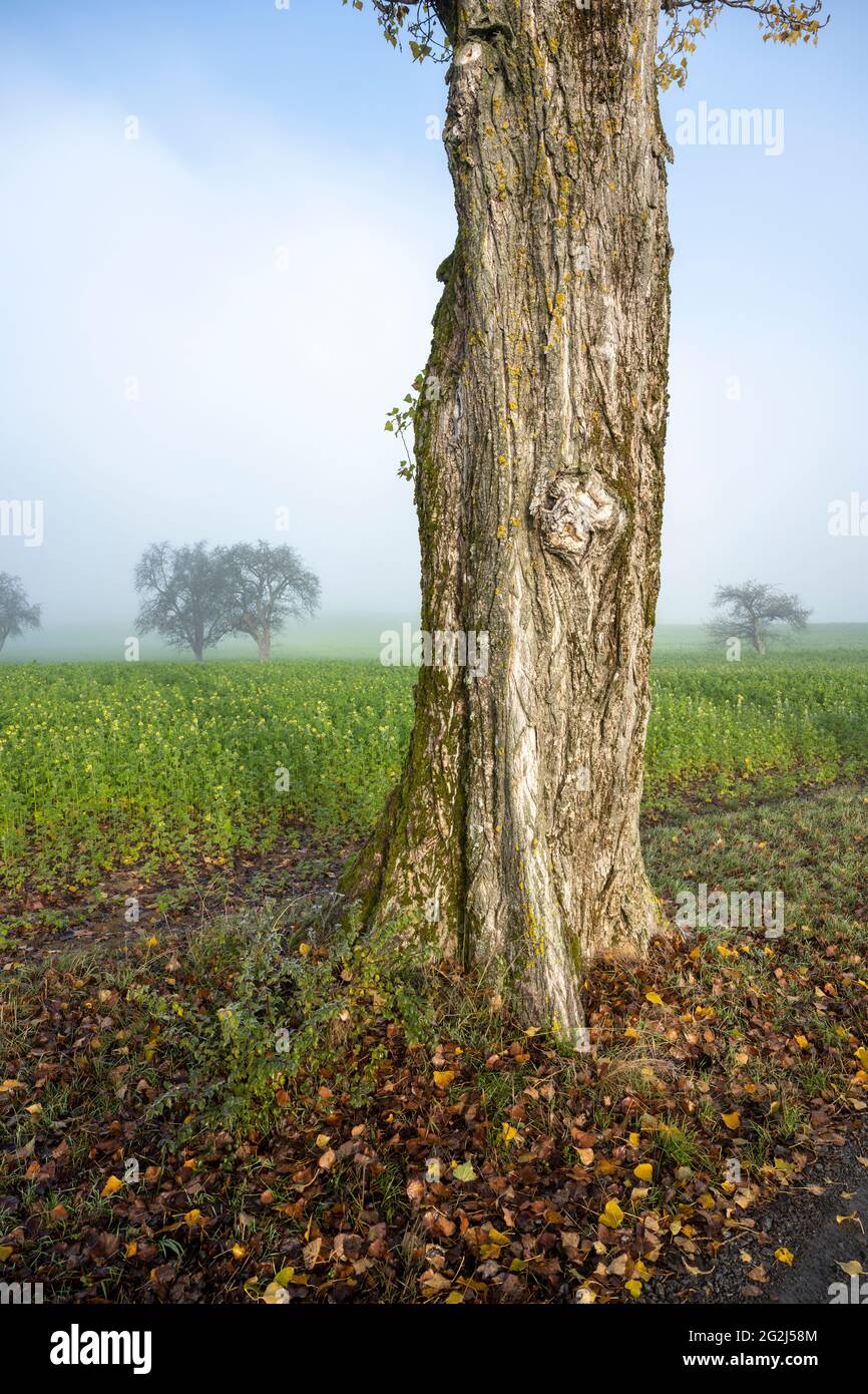 Trunk of a poplar Stock Photo - Alamy
