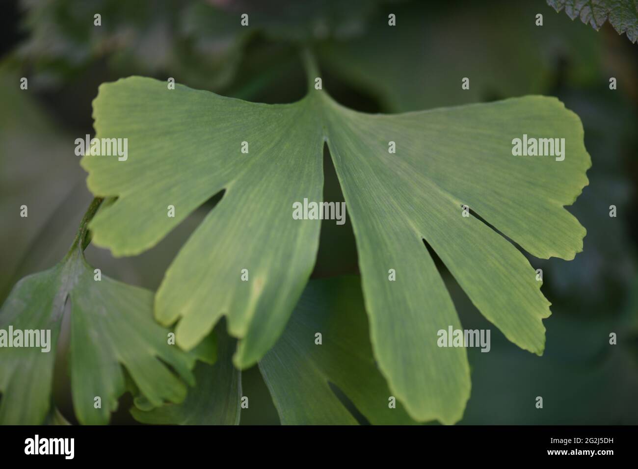 Ginkgopsida hi-res stock photography and images - Alamy
