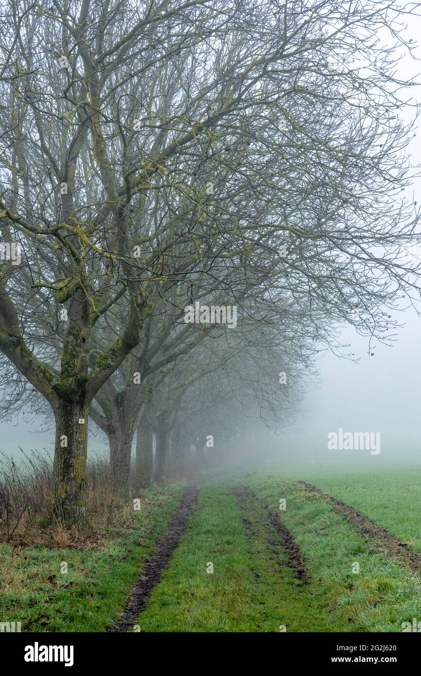 November, landscape with trees in the fog Stock Photo - Alamy