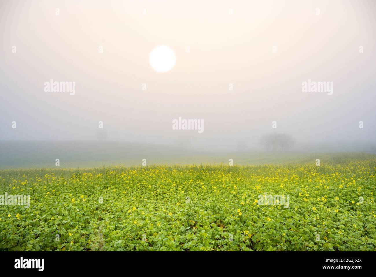 November, foggy mood over a field in Kraichgau. [M] Stock Photo - Alamy