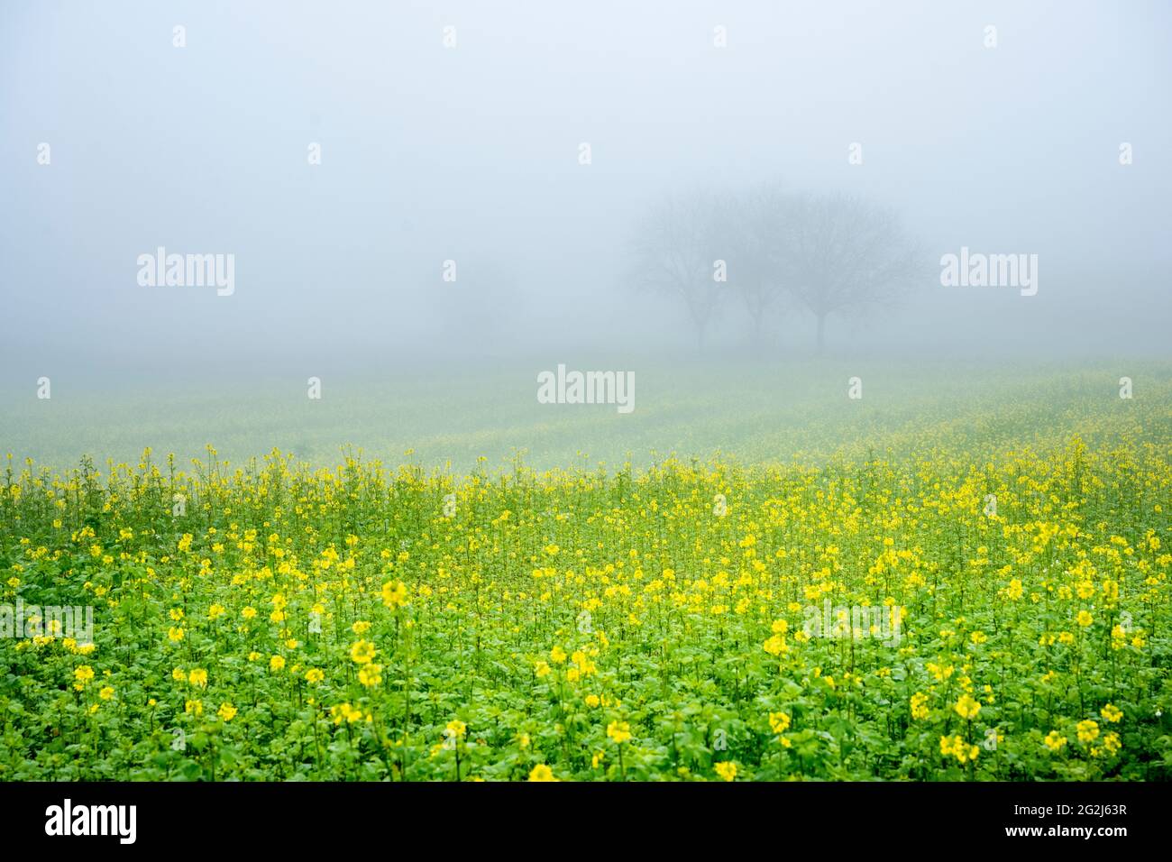 November, foggy mood over a field in Kraichgau Stock Photo - Alamy