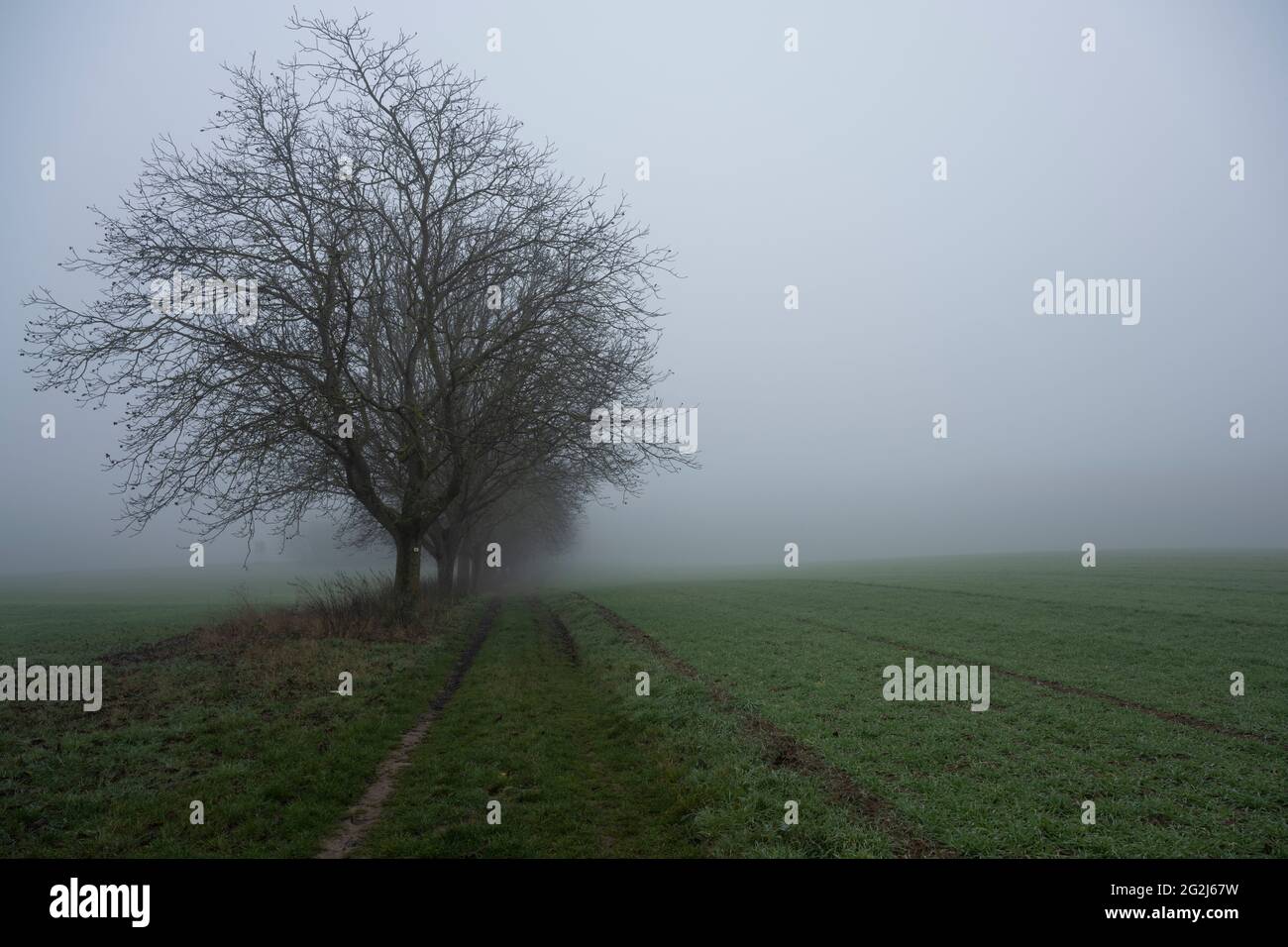 November, landscape with trees in the fog Stock Photo - Alamy