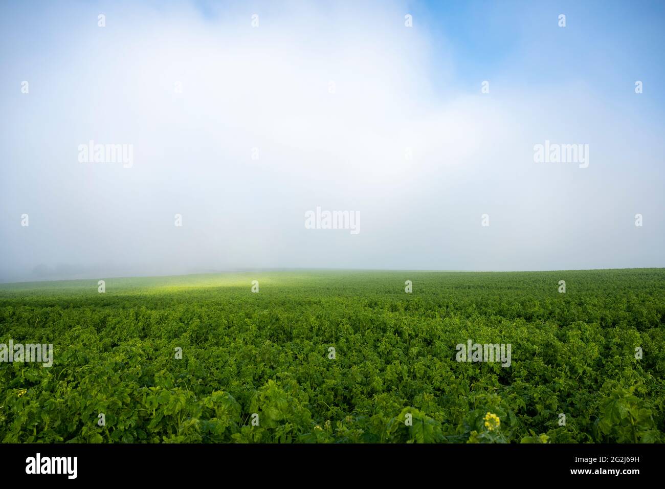 November, landscape with fog Stock Photo - Alamy