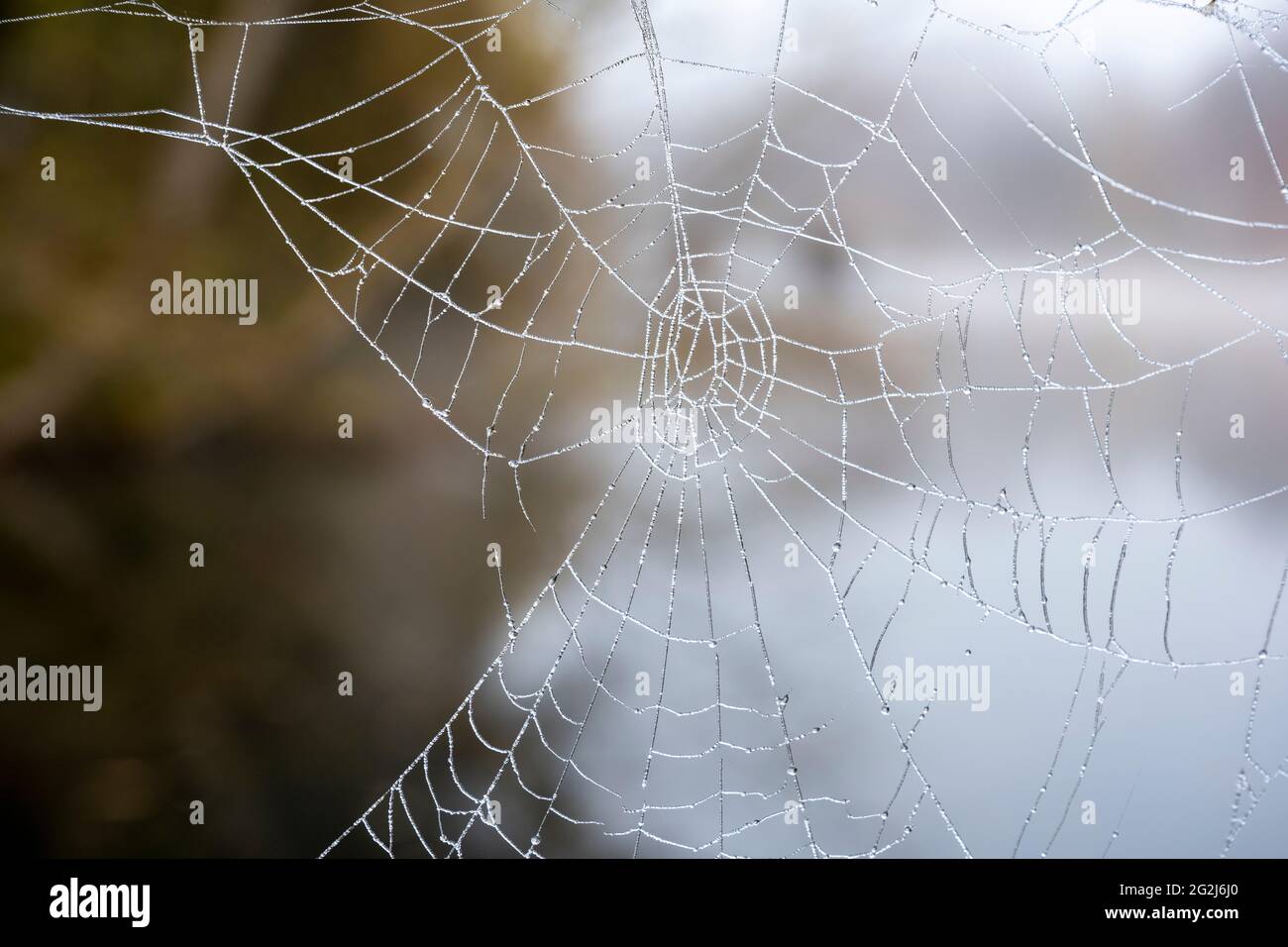 Old spider web hi-res stock photography and images - Alamy