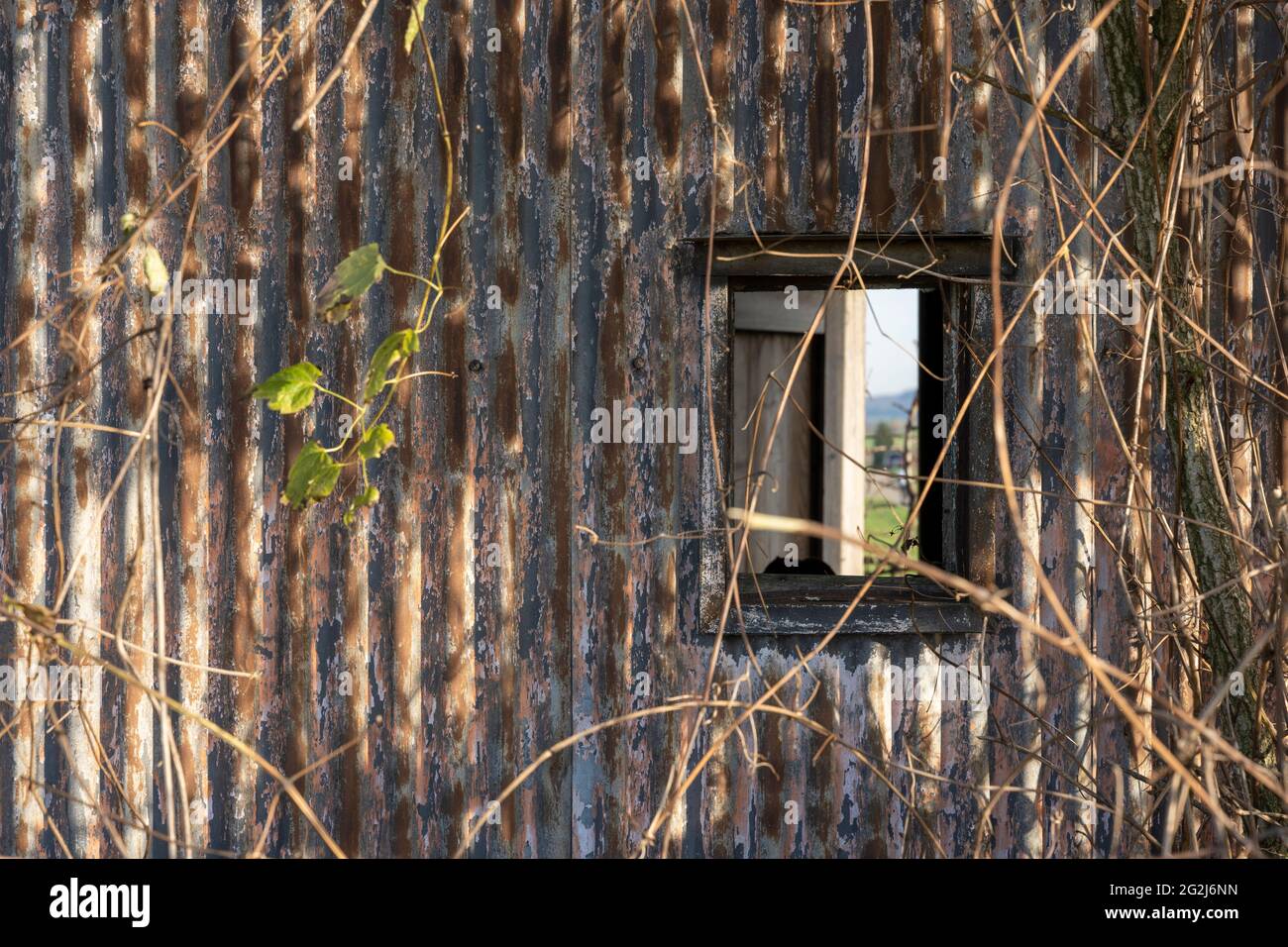 Germany, old corrugated iron hut Stock Photo - Alamy