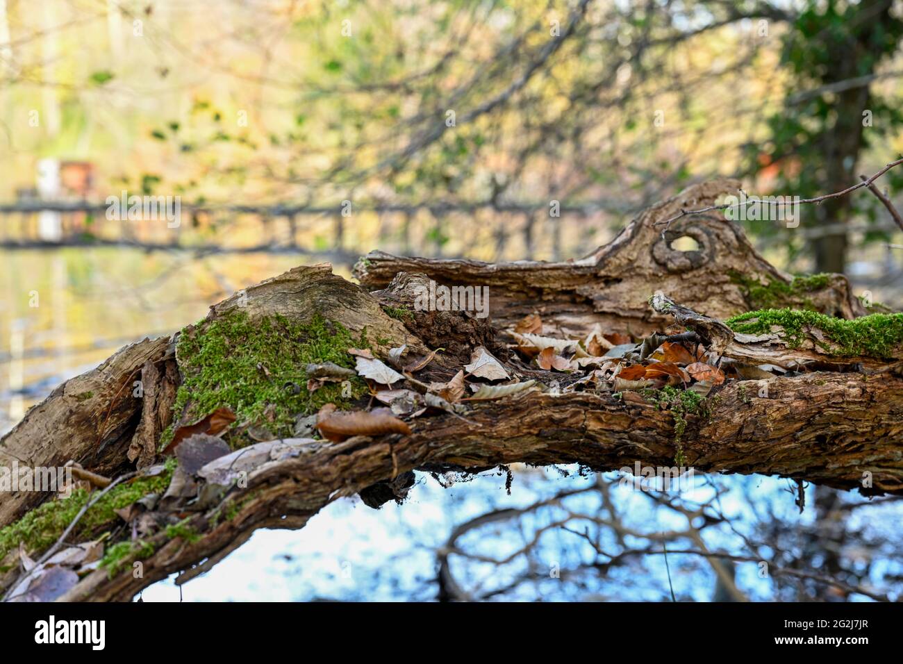 Rotten tree hi-res stock photography and images - Alamy