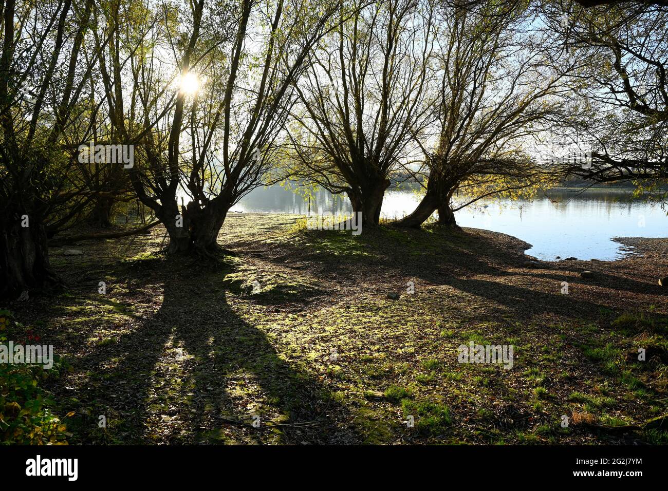 Germany, Baden-Wuerttemberg, the Old Rhine near Au am Rhein Stock Photo ...
