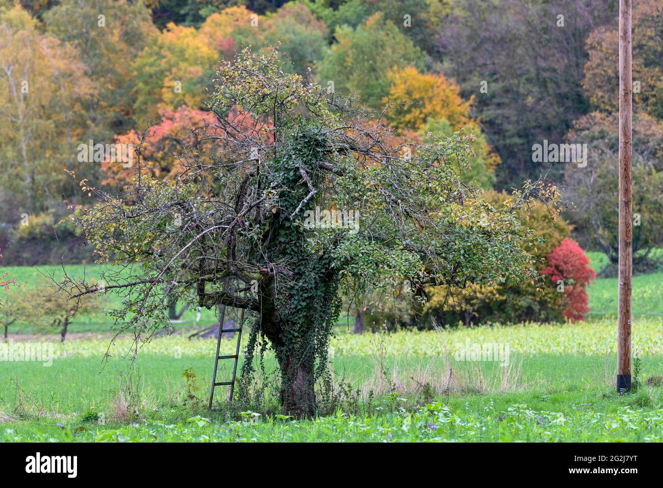 Autumn, pear tree with ladder Stock Photo - Alamy