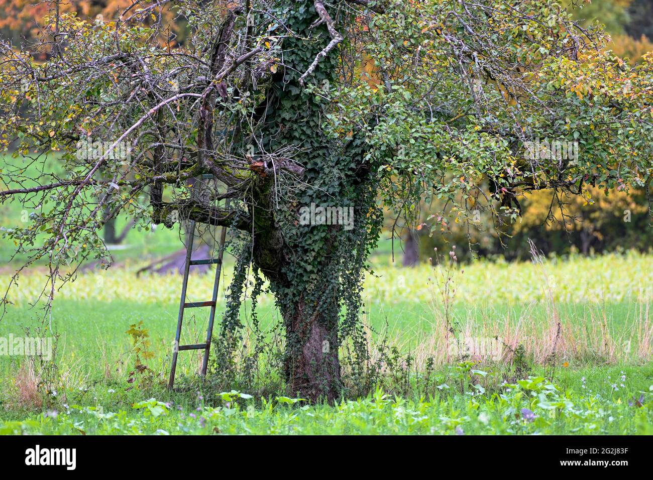Autumn, pear tree with ladder Stock Photo - Alamy