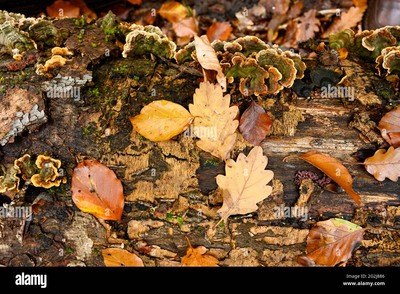 Trameten (Trametes) a genus of fungus from the family of stem porlings ...