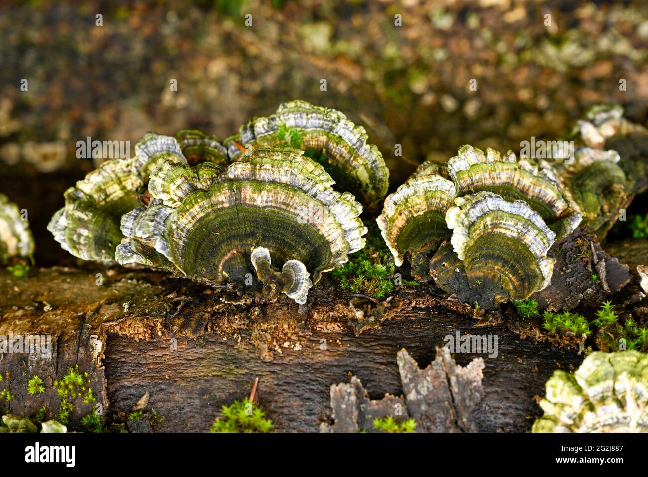 Trameten (Trametes) a genus of fungus from the family of stem porlings ...
